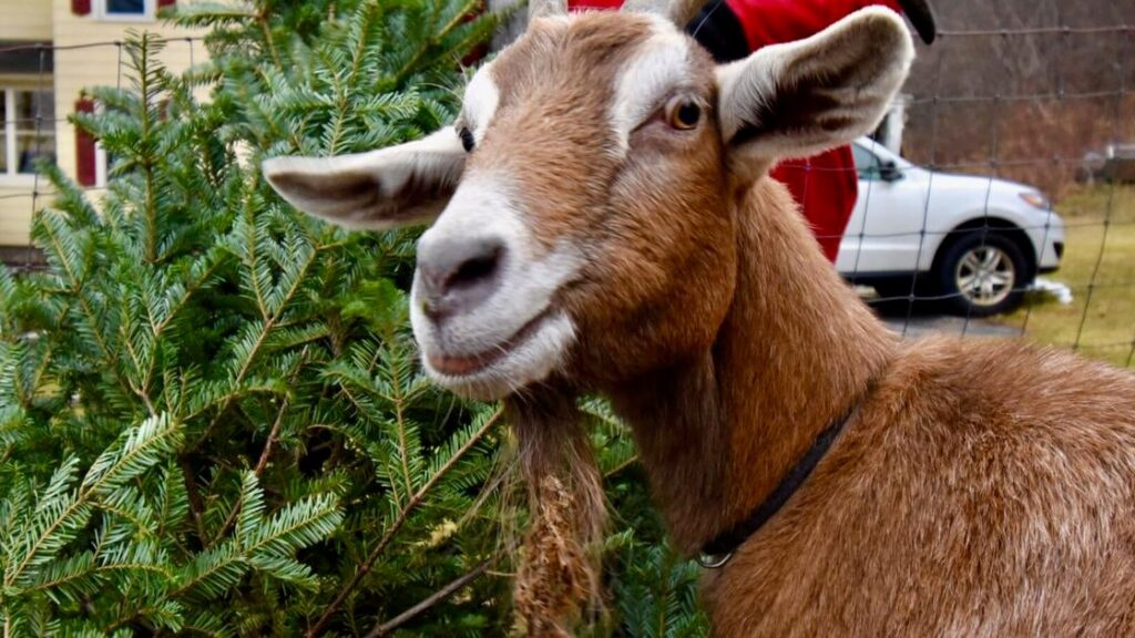 Xmas: Many Families Can't Afford Chicken, Goats - SIGNAL